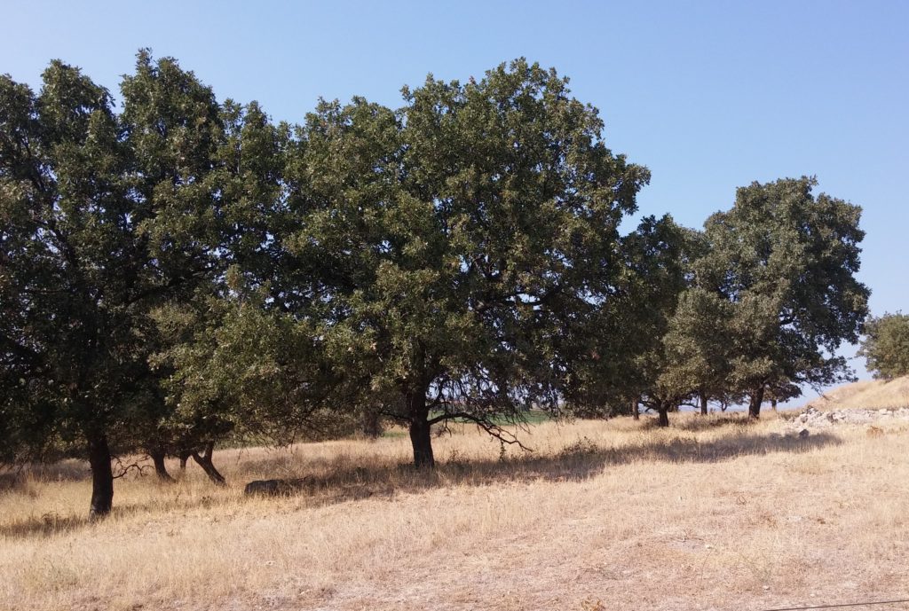Sacred Oak Grove | The Skaian Gates